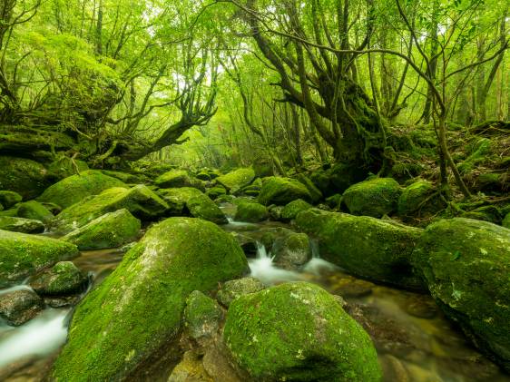 Yakushima Travel Adventures: From Ghibli Hikes to Seaside Hot Springs ...