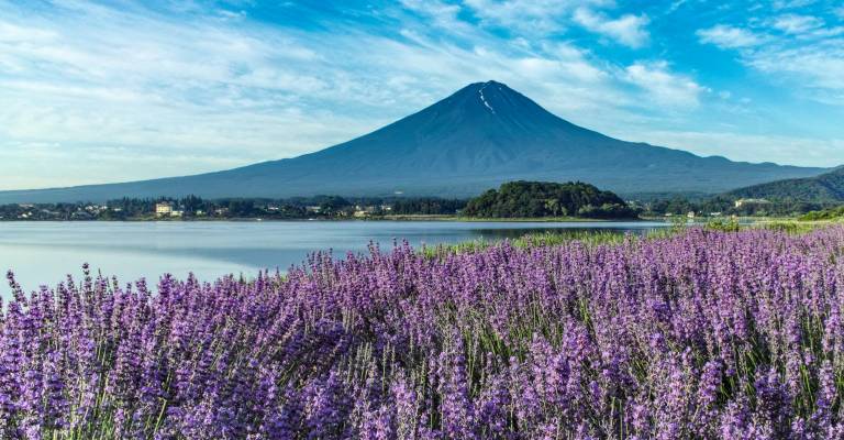 Where To Find the Best Lavender Fields in Japan | Japan Cheapo
