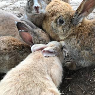 Rabbit Island: A Guide to Visiting the Cutest Place in Japan | Japan Cheapo