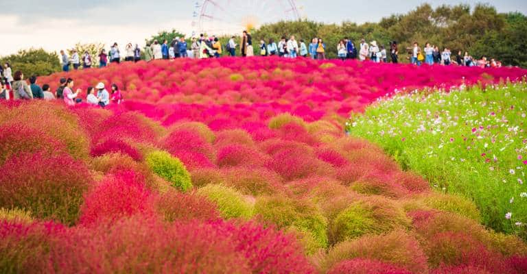 Ibaraki Guide | Japan Cheapo