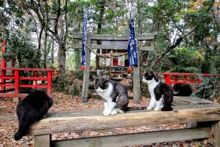 Tashirojima: A Guide to Visiting Japan's Most Famous Cat Island | Japan ...