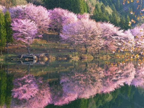 March 2026: Top Events Around Japan | Japan Cheapo