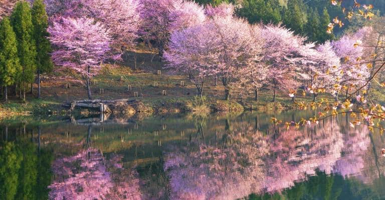 March 2026: Top Events Around Japan | Japan Cheapo