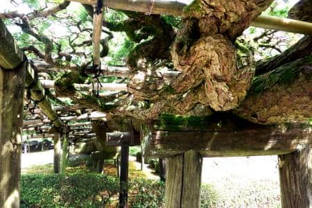 Yoshiminedera: Temple of the Dragon Pine Tree | Japan Cheapo
