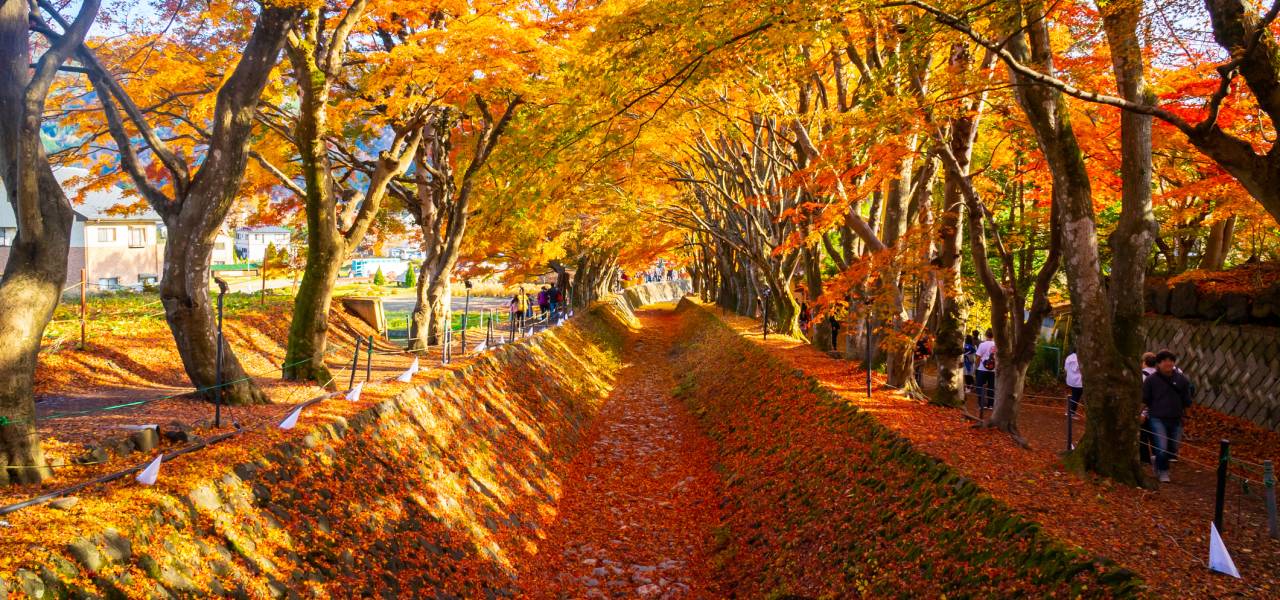 Maple Corridor | Japan Cheapo