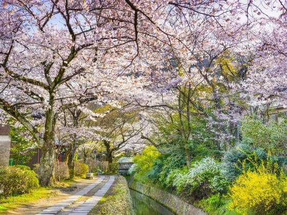 The Philosopher's Path in Kyoto: A Stroll for the Soul | Japan Cheapo