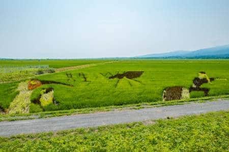 Exploring Sado Island: Sake, Sushi, and Granny-Powered Boats | Japan Cheapo