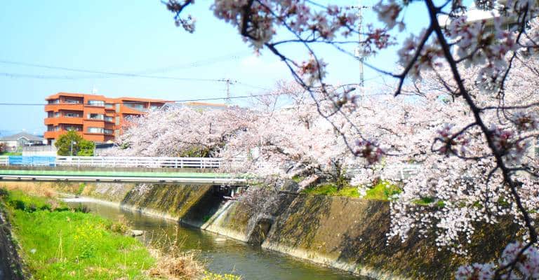 Sayama Pond | Japan Cheapo
