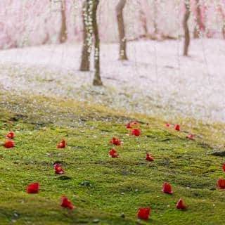 Jonan-gu Weeping Plum and Camellia Festival, Mid Feb–Late Mar 2027 ...