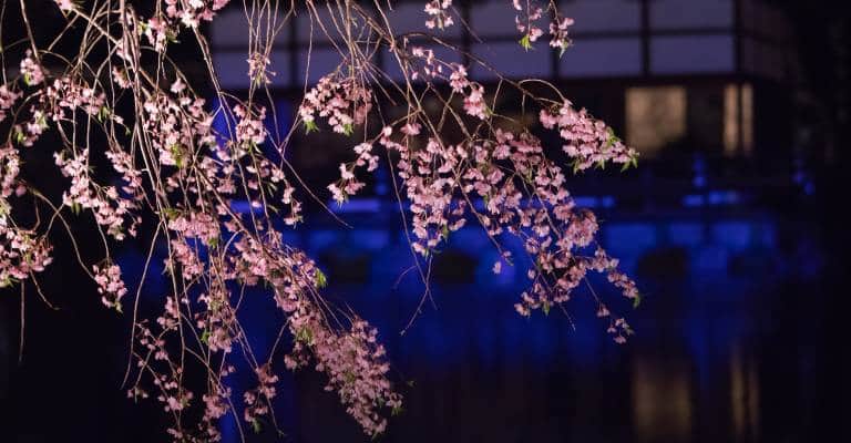 Kōdai-ji Temple Spring Illuminations, Mid Mar–Early May 2026, 2026 ...