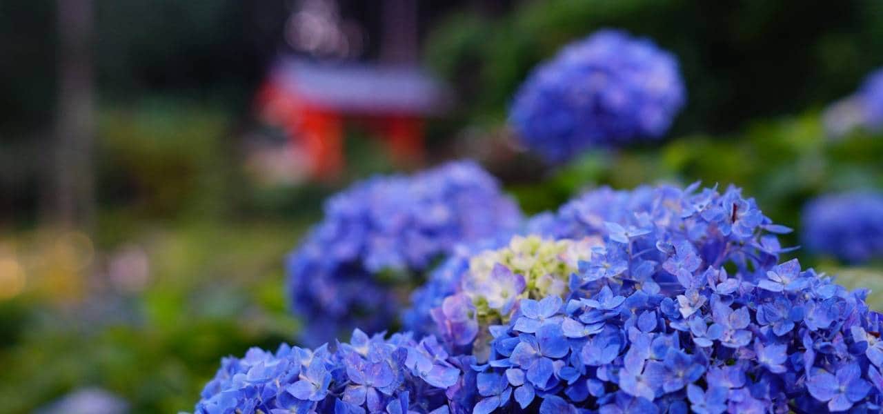 Kyoto's Yanagidani Kannon Hydrangea Week, Jun 1–Jun 30, 2026 | Japan Cheapo
