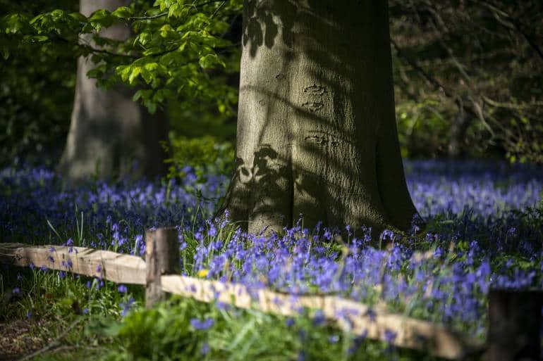Where to See Bluebells in London | London Cheapo
