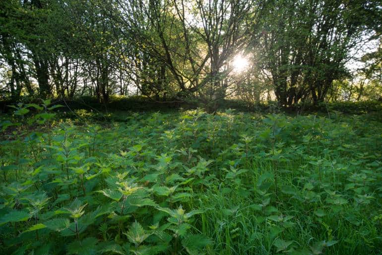 Wild Food - Foraging in London | London Cheapo