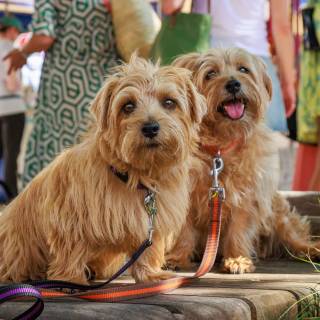 Chelsea Dog Day, Early Oct 2026, 2026 | London Cheapo