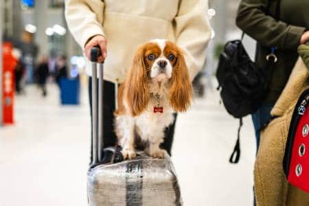 Best Pet Relocation Services in Hong Kong | Hong Kong Cheapo